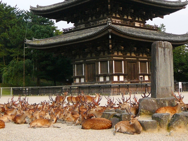 奈良公園の鹿 - The Deer of Nara Park | PuniPuniJapan