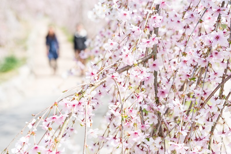 Spring in Japan: 桜 sakura - cherry trees