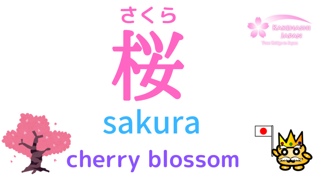 Spring in Japan: 桜 sakura - cherry trees